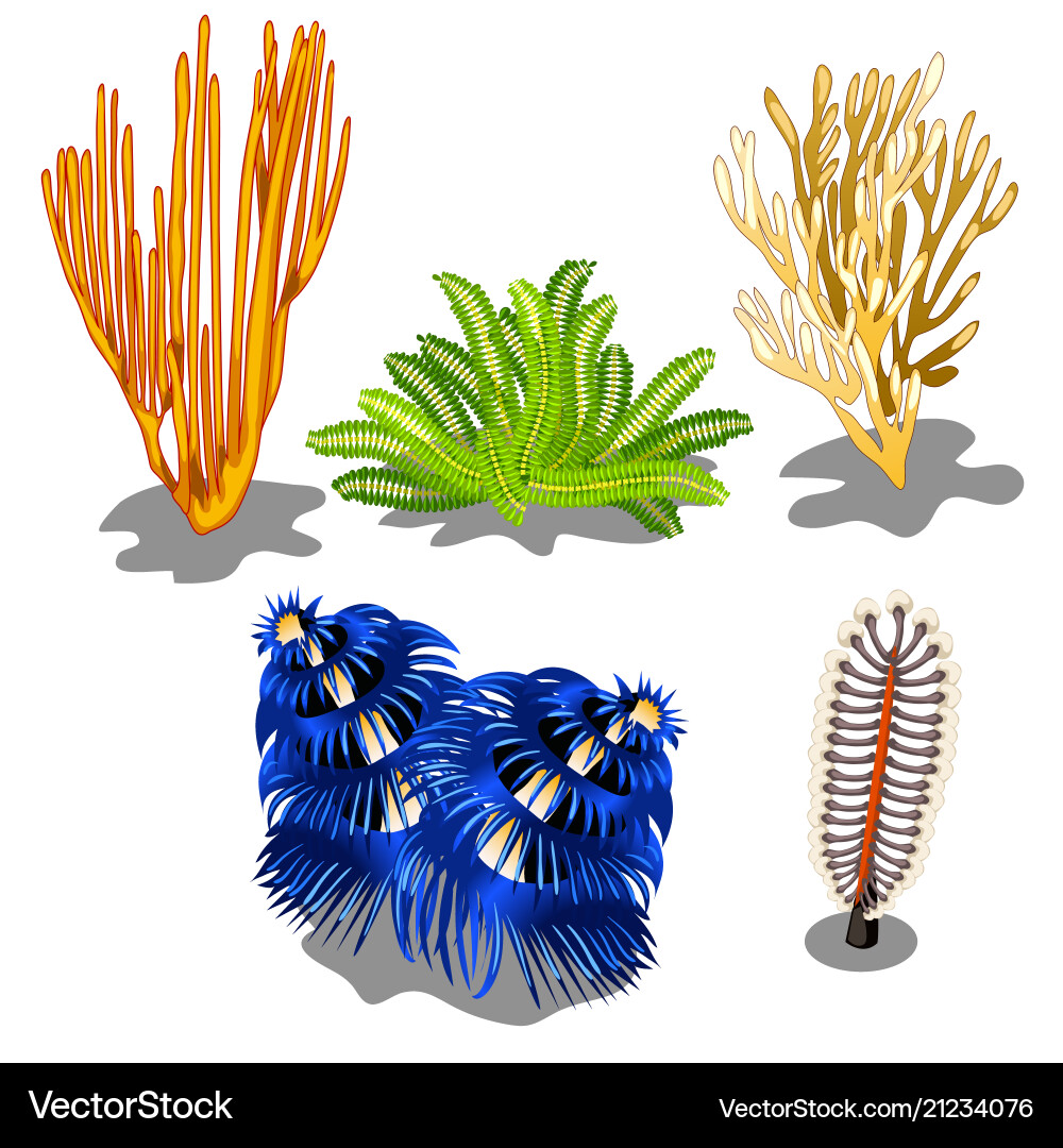 Set of colorful marine algae and underwater Vector Image