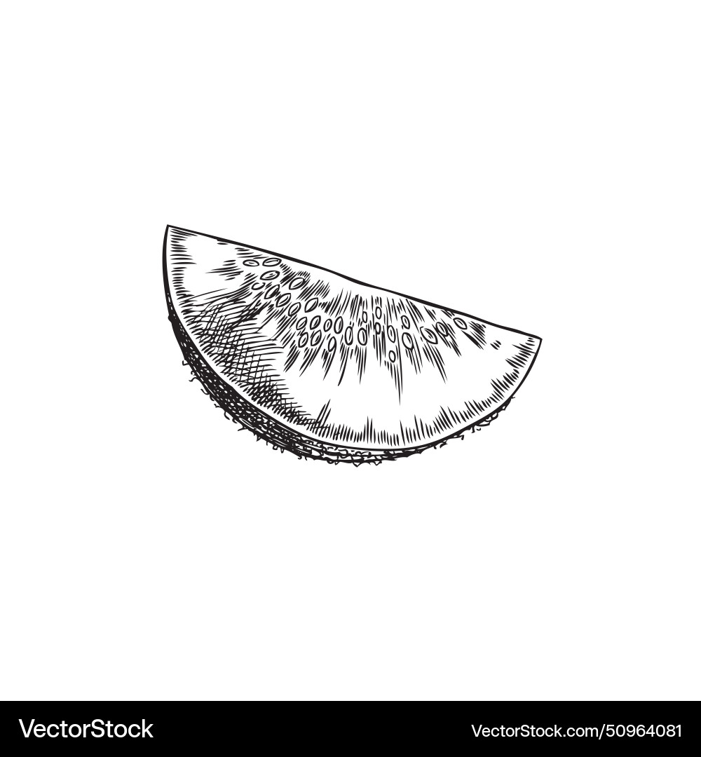 Watermelon slice sketch Royalty Free Vector Image