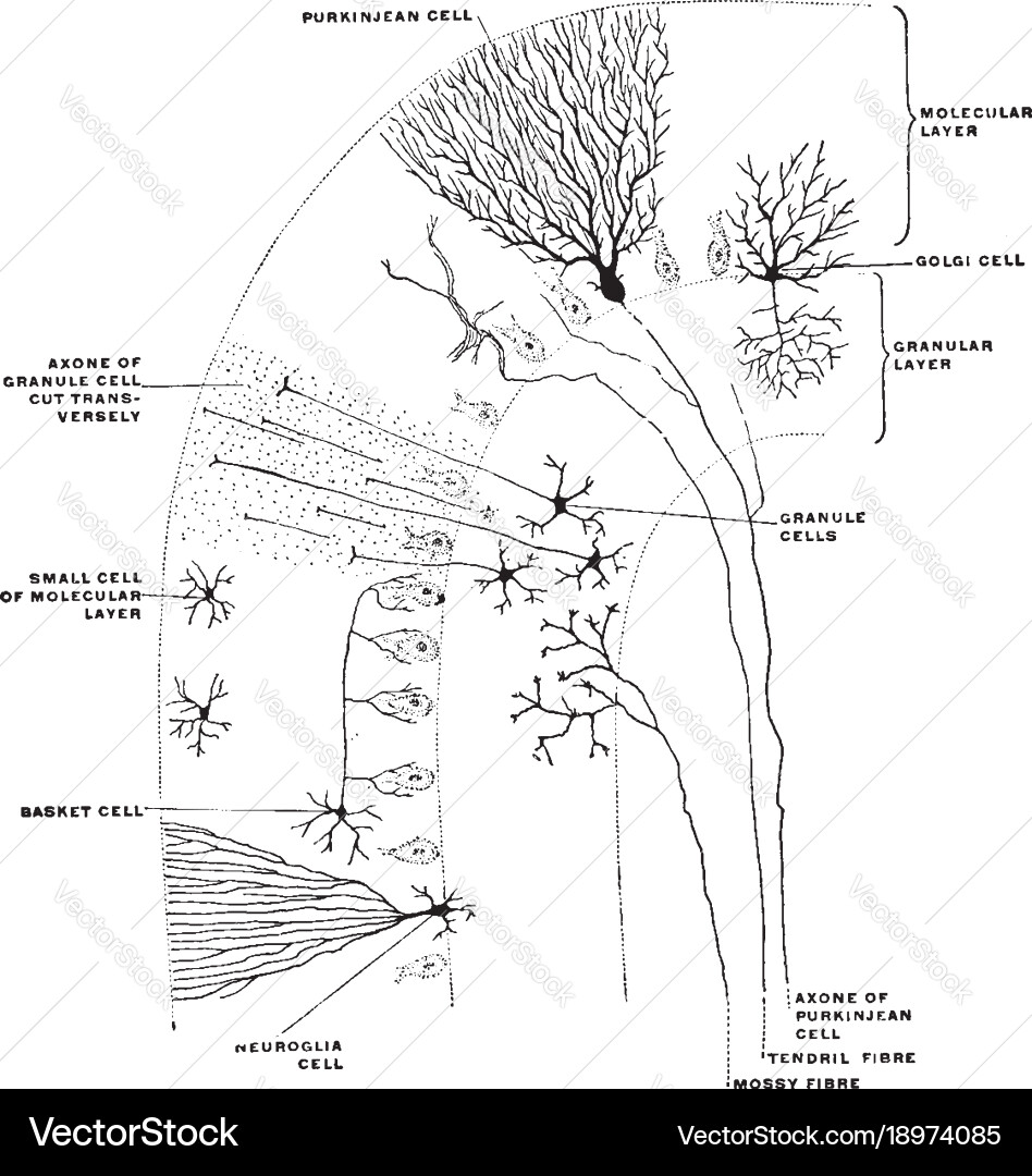 Cerebellar Folium Anatomical Diagram Royalty Free Vector
