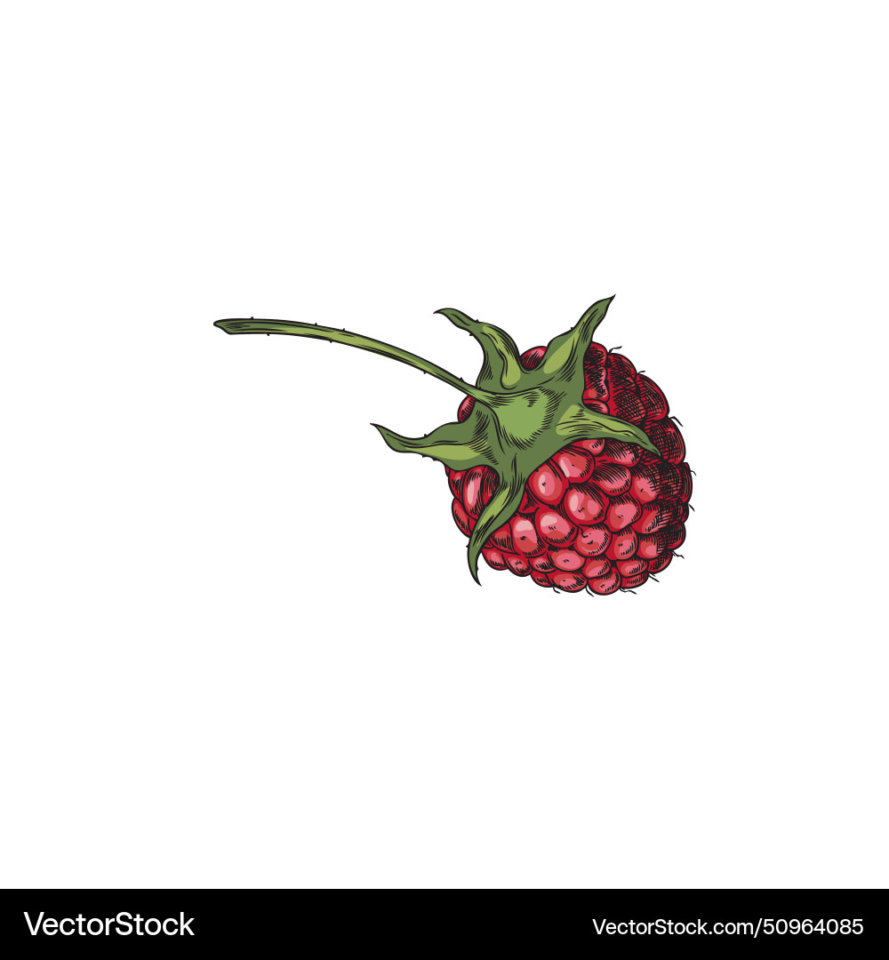 Colorful raspberry Royalty Free Vector Image - VectorStock