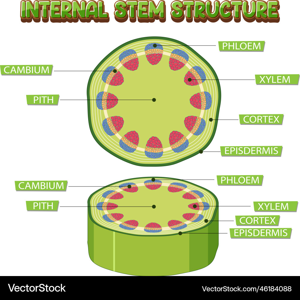 Internal structure of stem diagram Royalty Free Vector Image