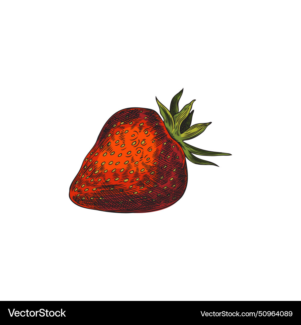 Detailed strawberry Royalty Free Vector Image - VectorStock