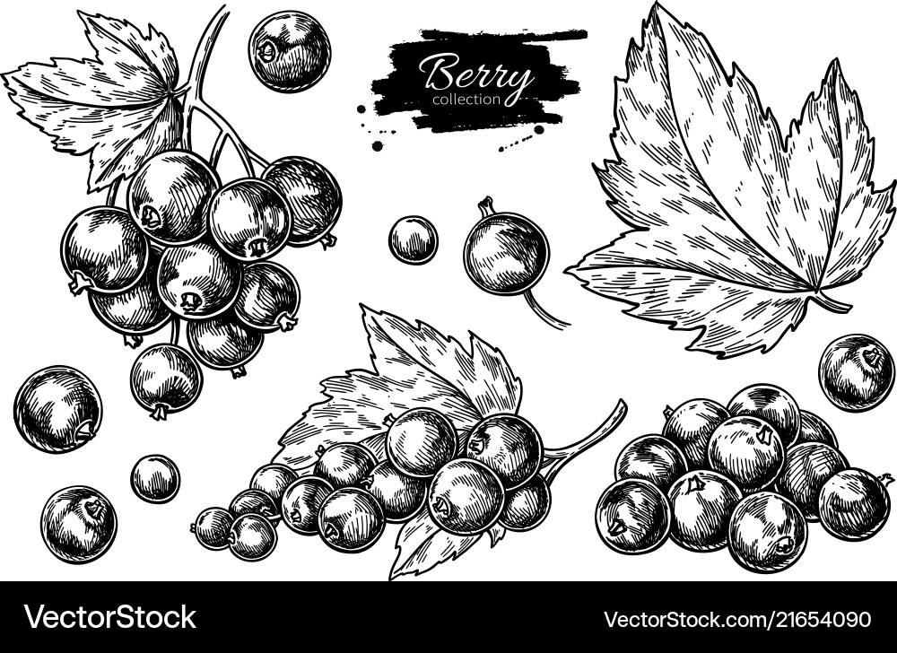 Black currant drawing isolated berry Royalty Free Vector
