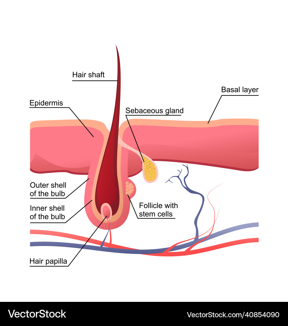 Human Hair Anatomy & Structure Royalty Free Vector Image