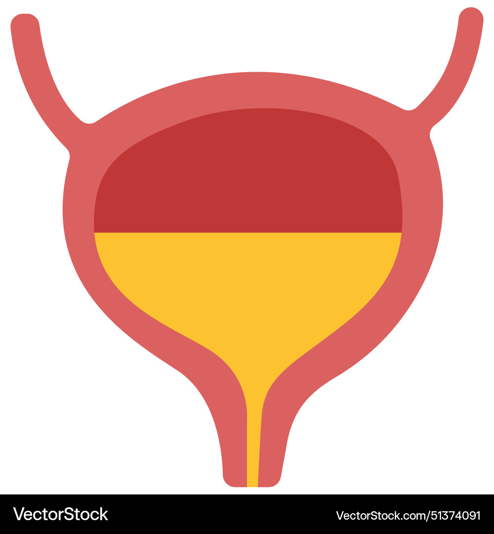 Bladder Royalty Free Vector Image - VectorStock