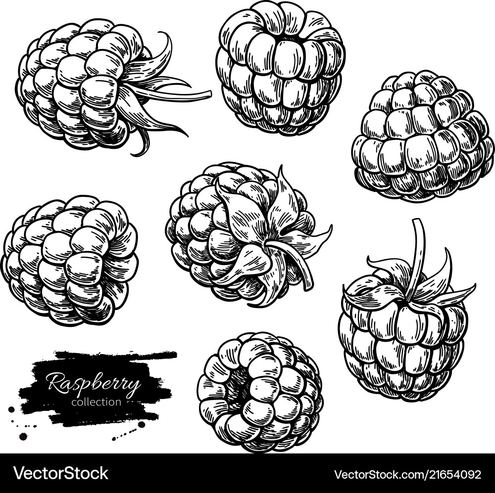 Raspberry drawing isolated berry branch Royalty Free Vector