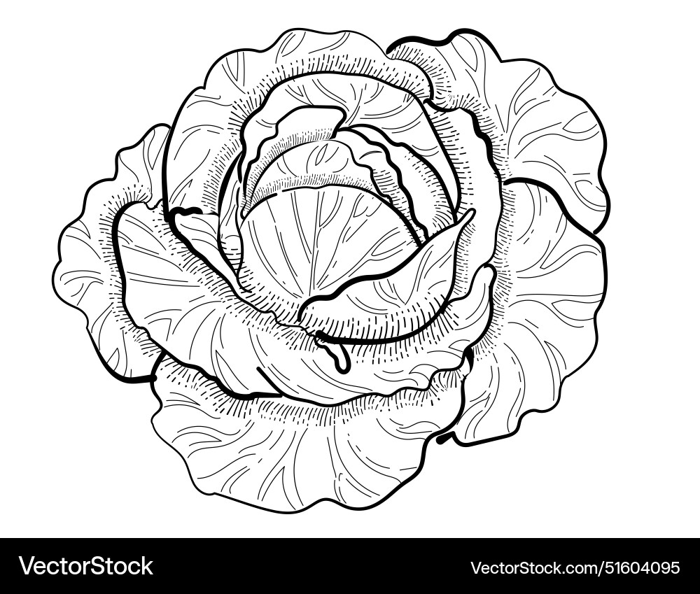 Whole cabbage vegetable outline style for drawing Vector Image