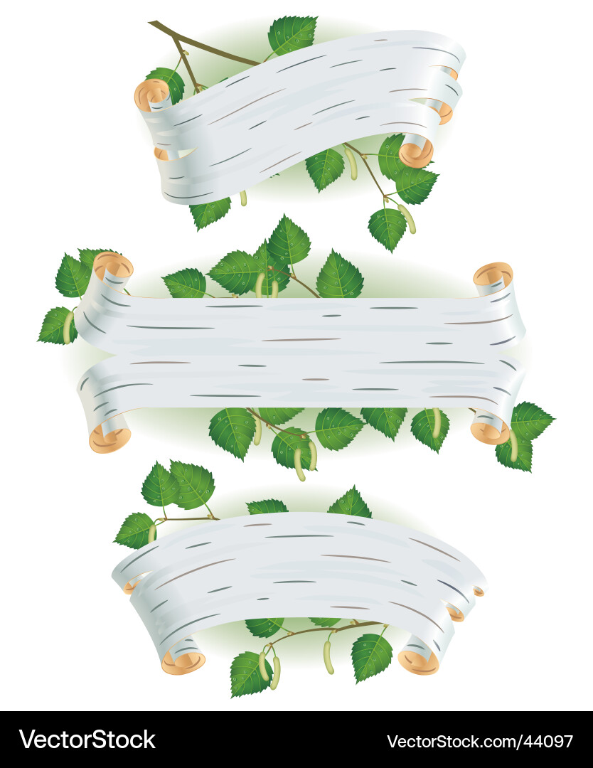 Birch bark Royalty Free Vector Image - VectorStock