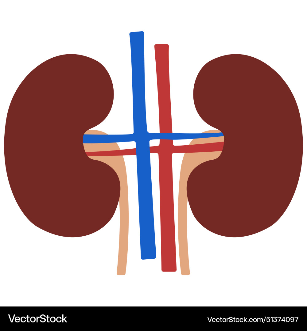 Kidneys Royalty Free Vector Image - VectorStock