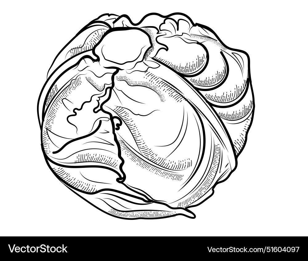 Whole cabbage vegetable outline style for drawing Vector Image