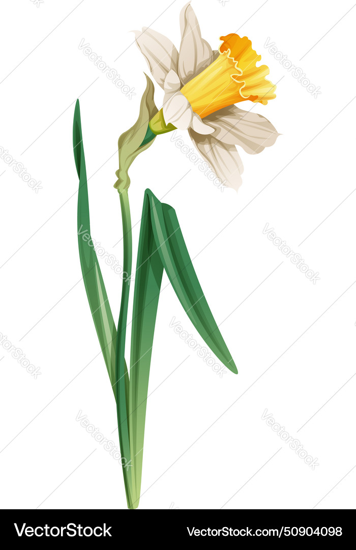 Daffodil on an isolated background in cartoon Vector Image