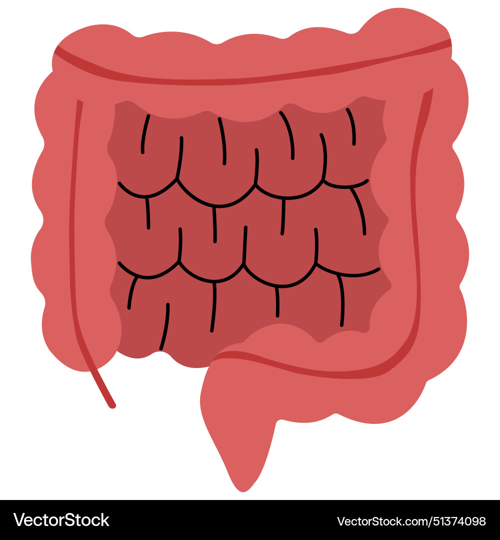 Large intestine and small Royalty Free Vector Image