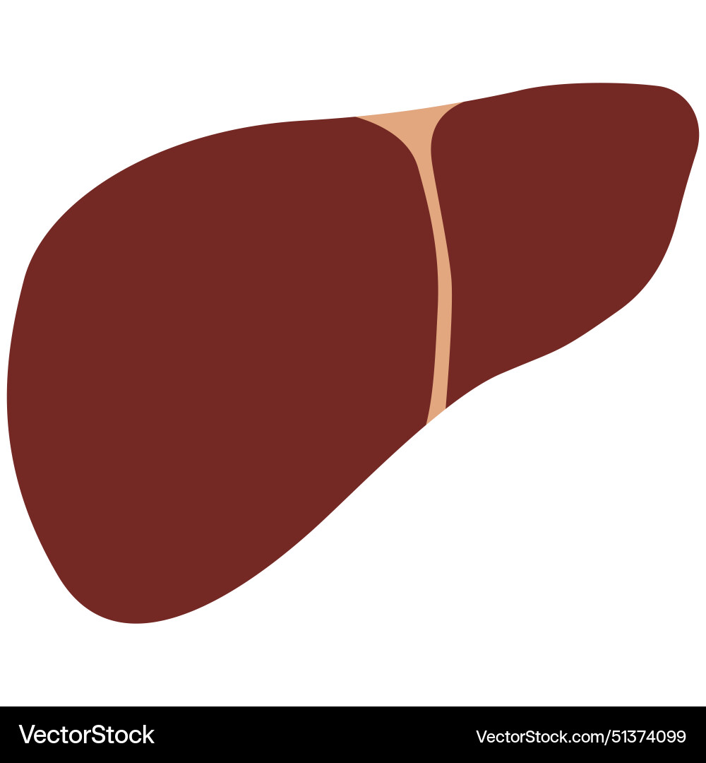 Liver Royalty Free Vector Image - VectorStock