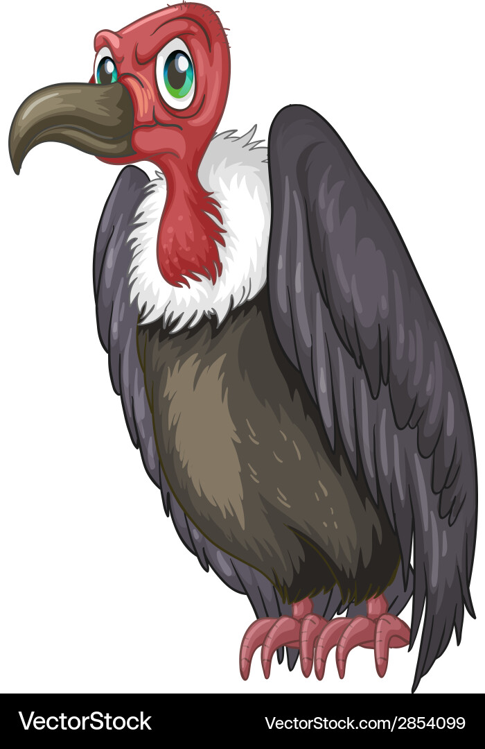 Vulture Royalty Free Vector Image - VectorStock