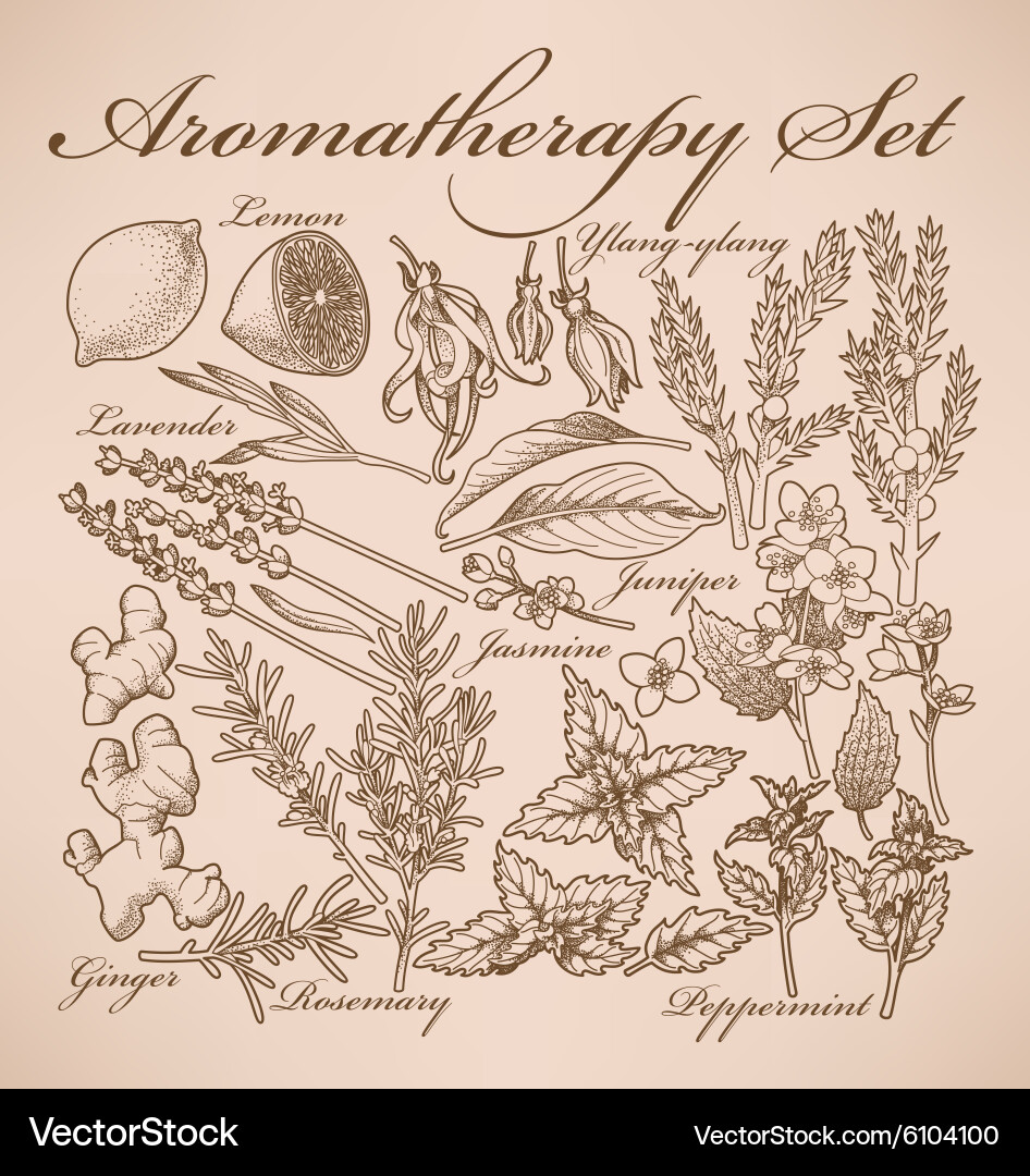 Aromatherapy set Royalty Free Vector Image - VectorStock