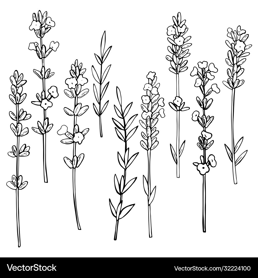 Hand drawn lavender sketch Royalty Free Vector Image