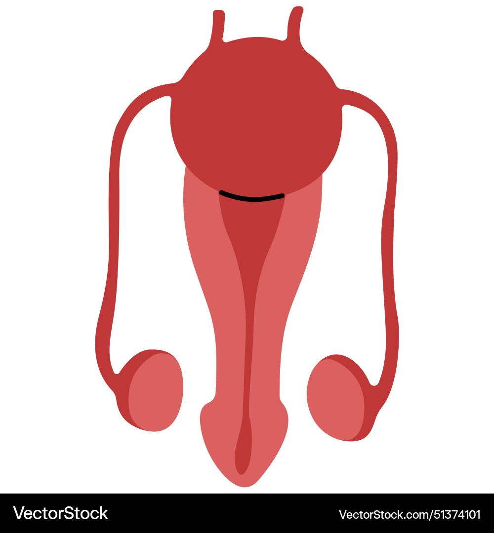Male reproductive system Royalty Free Vector Image