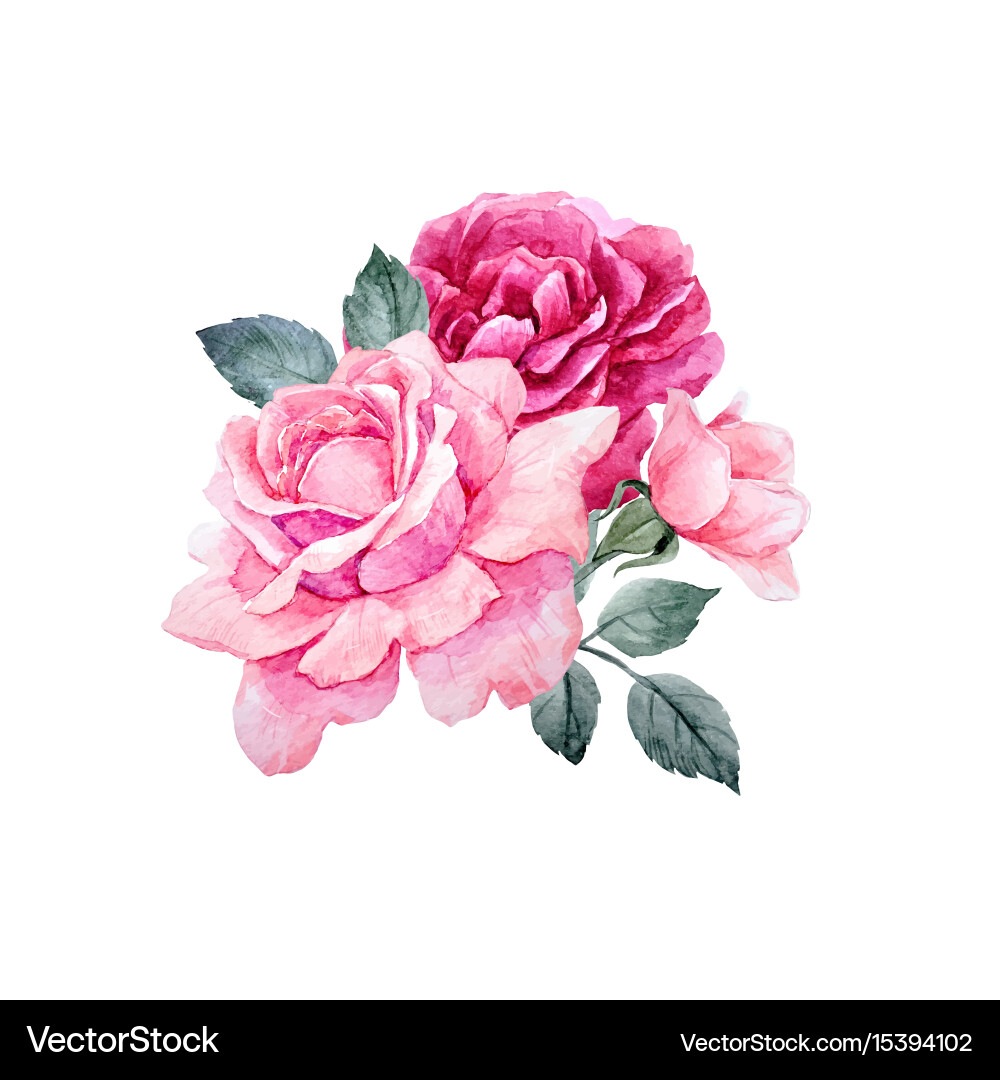 Watercolor roses composition Royalty Free Vector Image