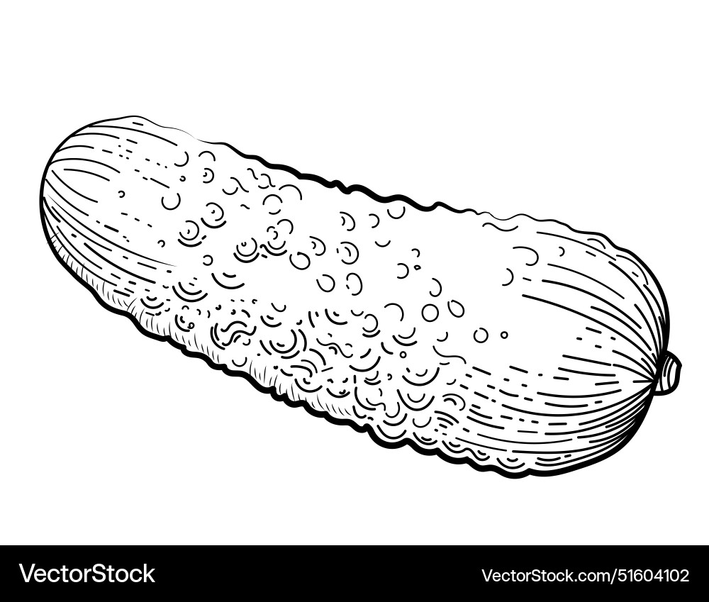 Whole cucumber vegetable outline style Royalty Free Vector