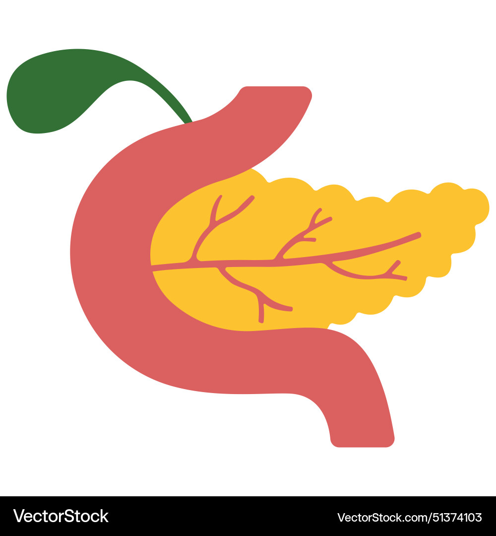 Pancreas and gallbladder Royalty Free Vector Image