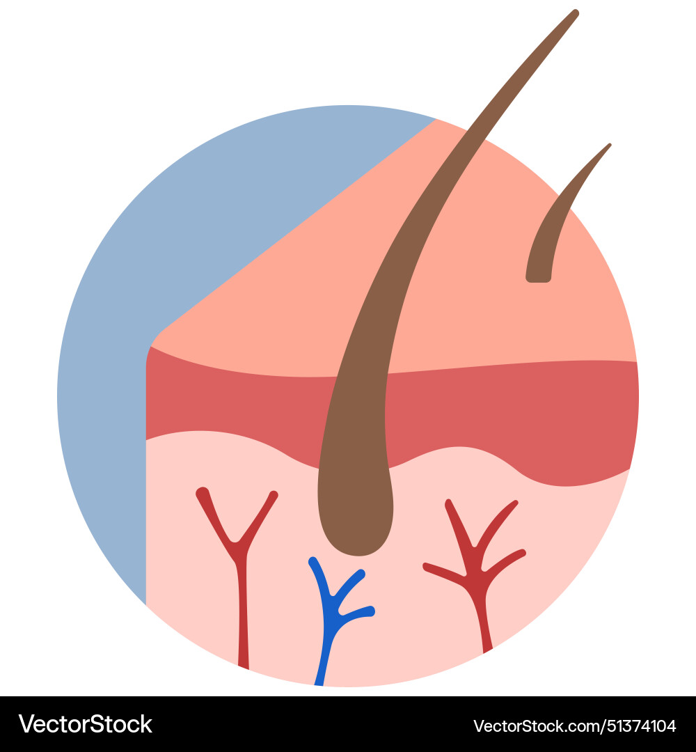 Skin Royalty Free Vector Image - VectorStock