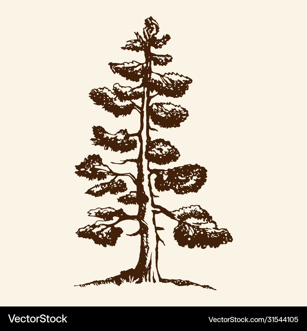 Hand-drawn sketch a pine tree Royalty Free Vector Image