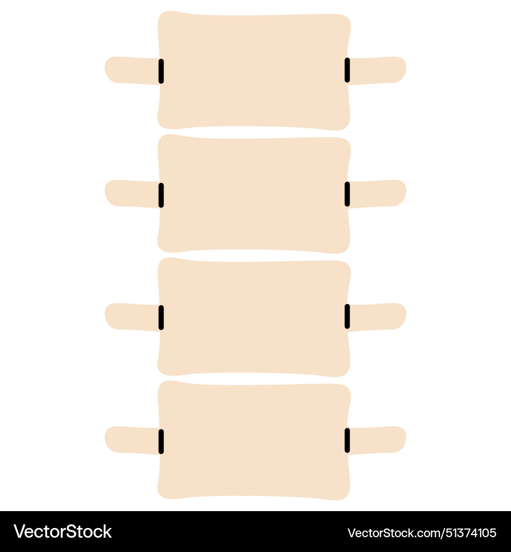 Spinal cord 1 Royalty Free Vector Image - VectorStock