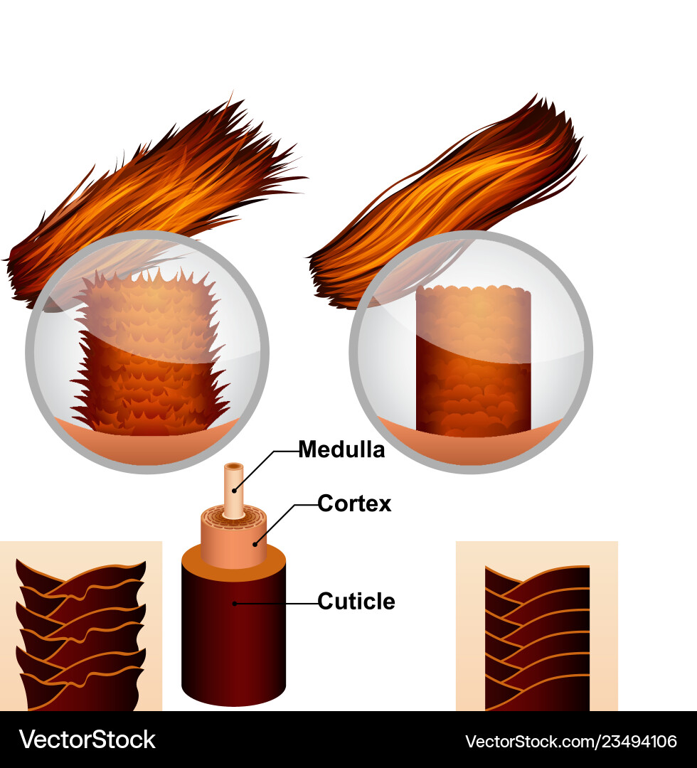 Hair Anatomy: Medulla, Cortex & Cuticle Vector Image