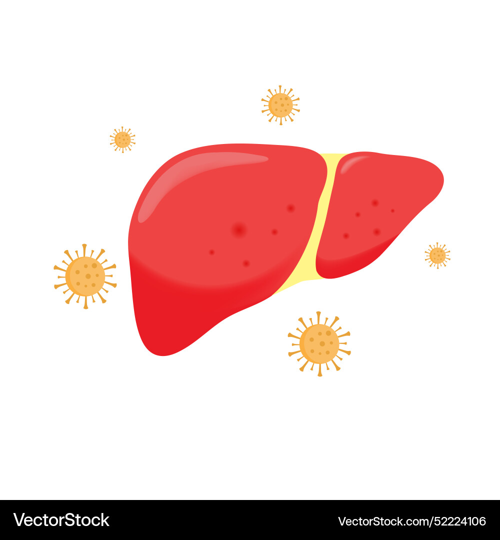 Human liver with virus Royalty Free Vector Image