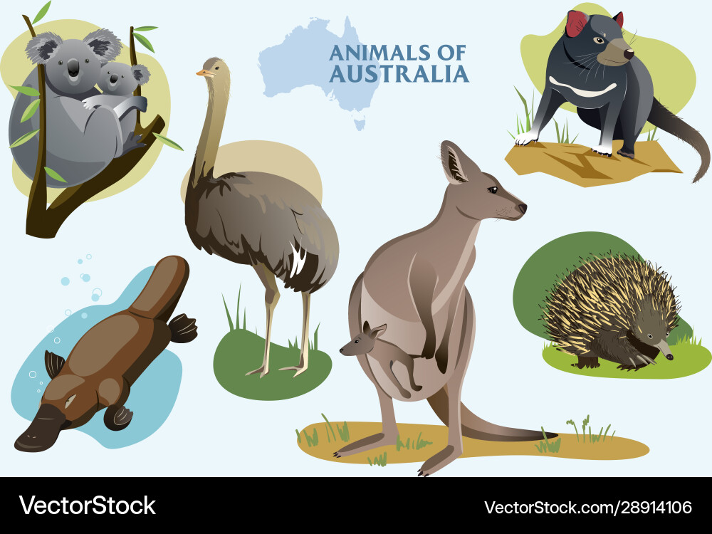 Set australian wild animals Royalty Free Vector Image