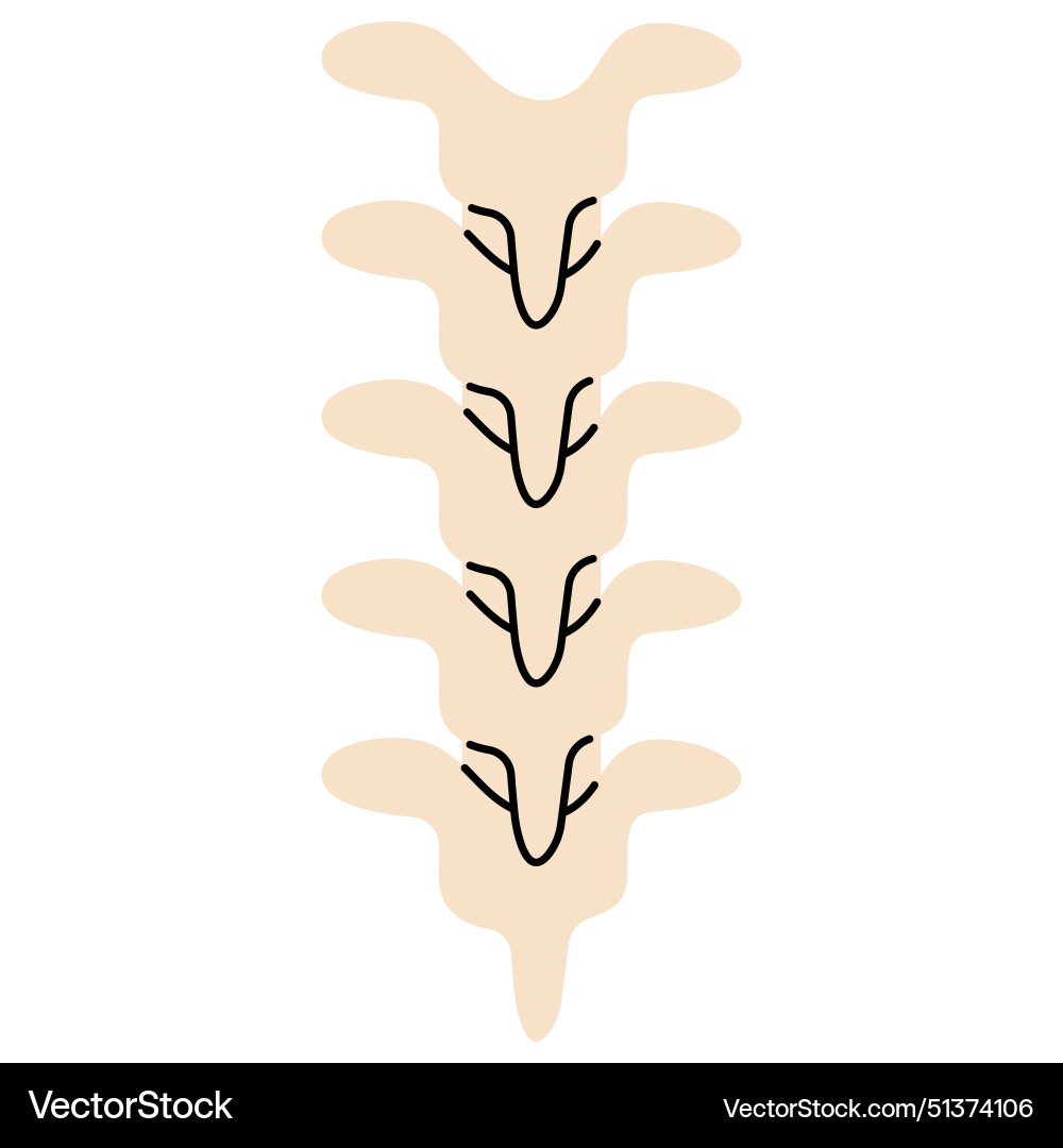 Spinal cord 2 Royalty Free Vector Image - VectorStock