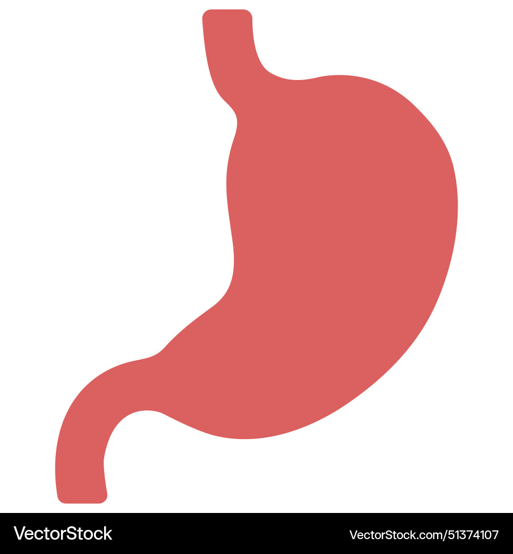 Stomach Royalty Free Vector Image - VectorStock