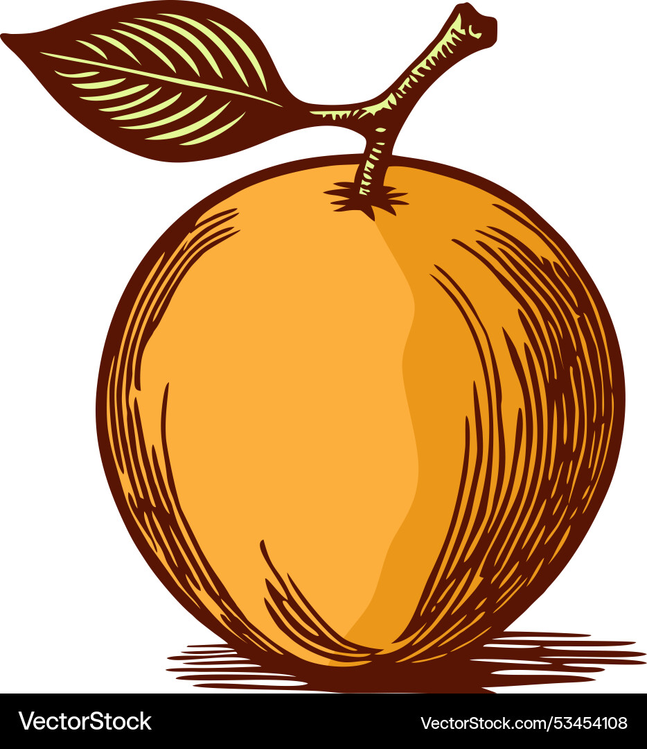 Classic hand drawing orange fruit Royalty Free Vector Image