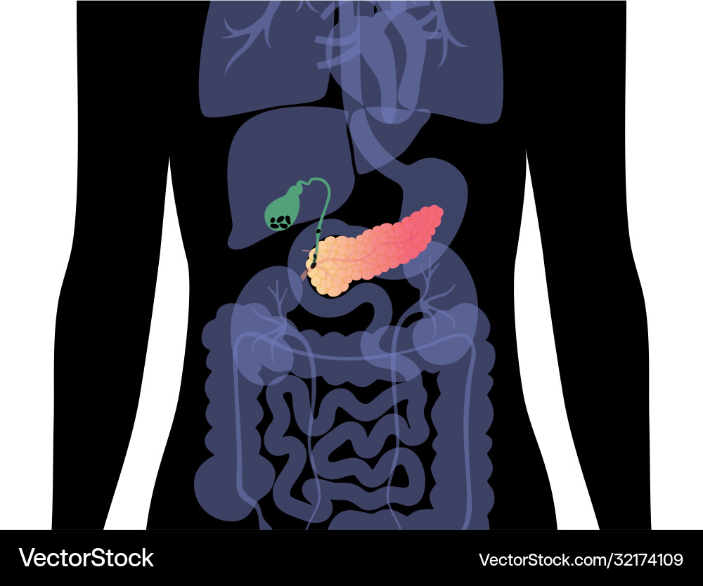 Pancreas Icon Vector Images (over 3,900)