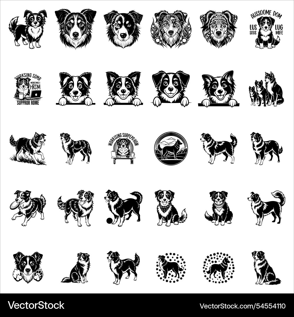 Australian shepherd dog Royalty Free Vector Image