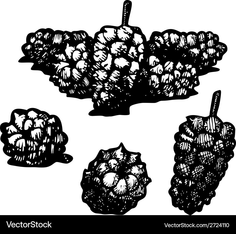 Mulberry Royalty Free Vector Image - VectorStock