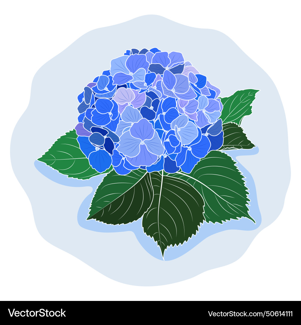 Blooming blue hydrangea flower outline botanical Vector Image