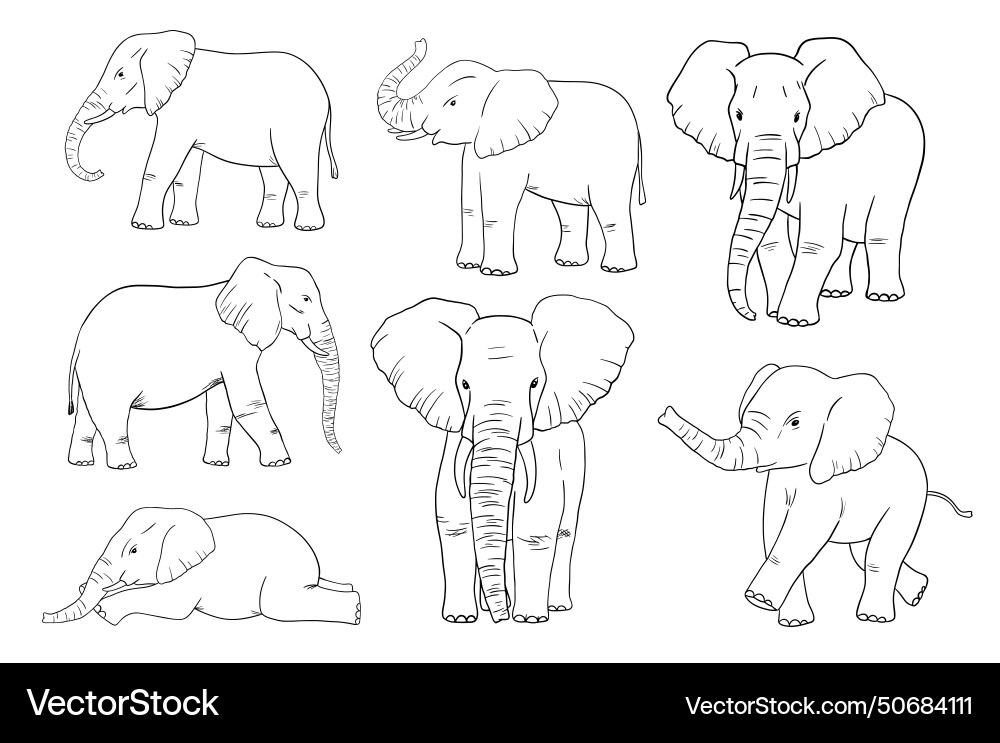 Elephant line sketch isolated on white background Vector Image