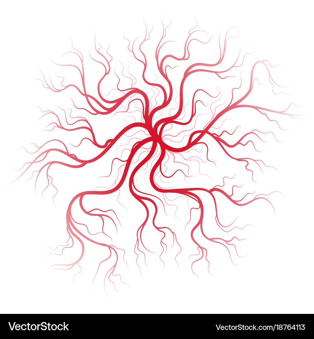 Human blood veins Royalty Free Vector Image - VectorStock
