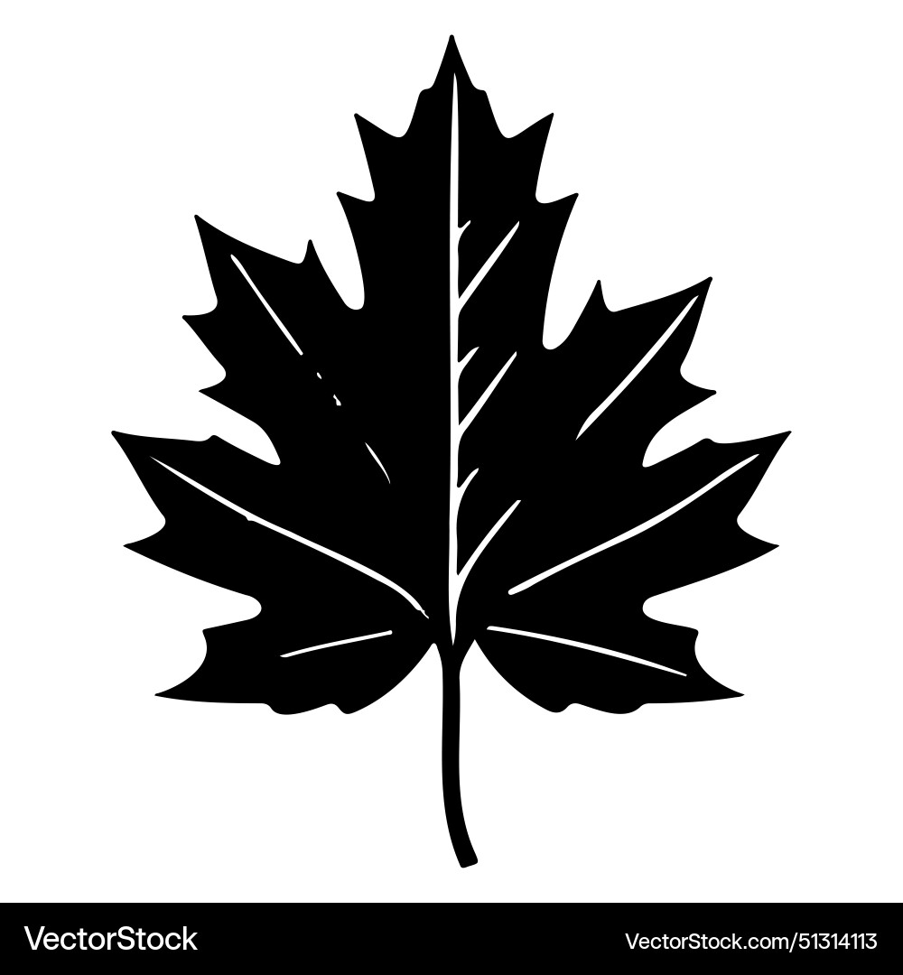 Maple leaf plant floral sketch Royalty Free Vector Image