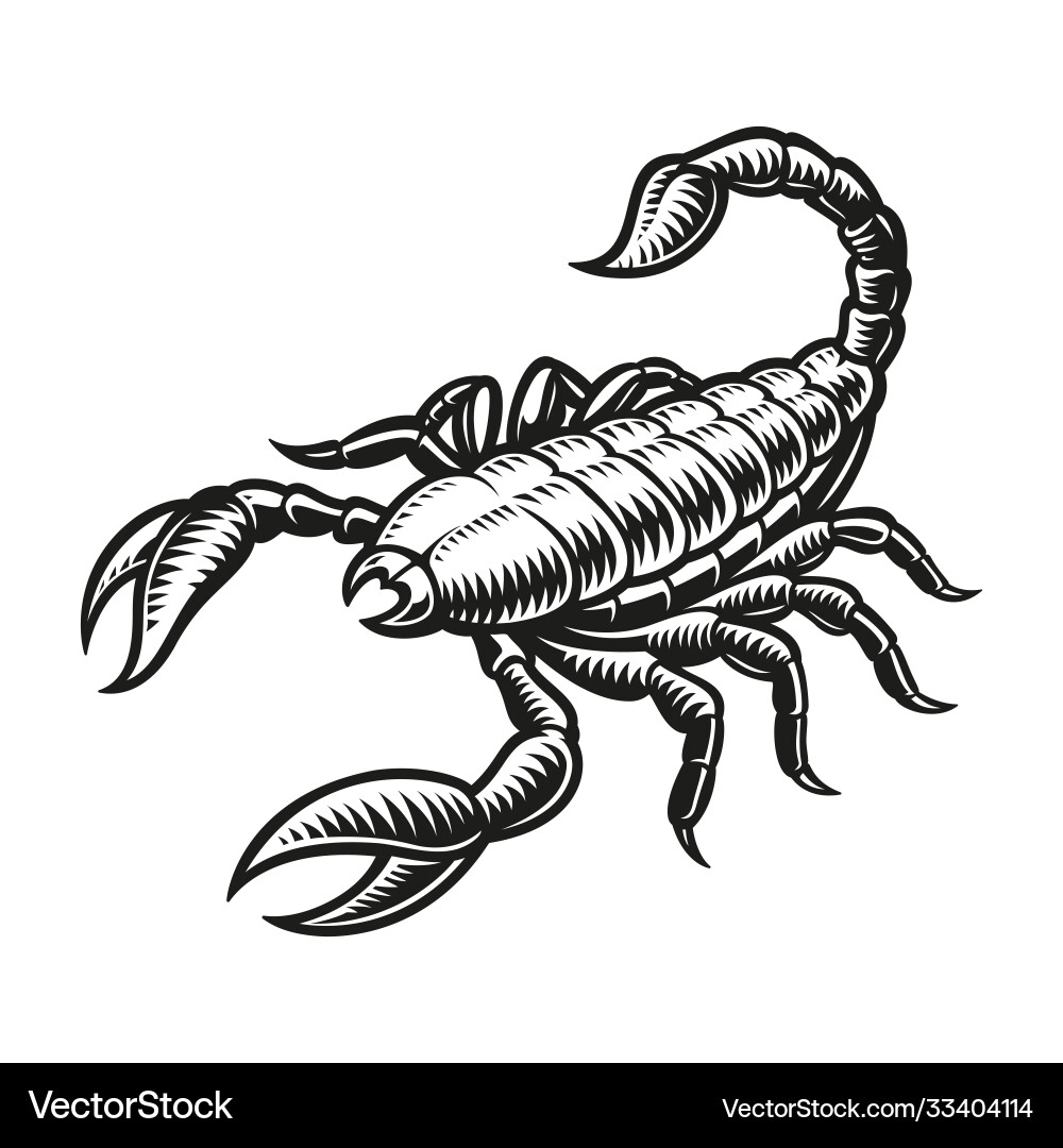 Scorpio zodiac sign Royalty Free Vector Image - VectorStock