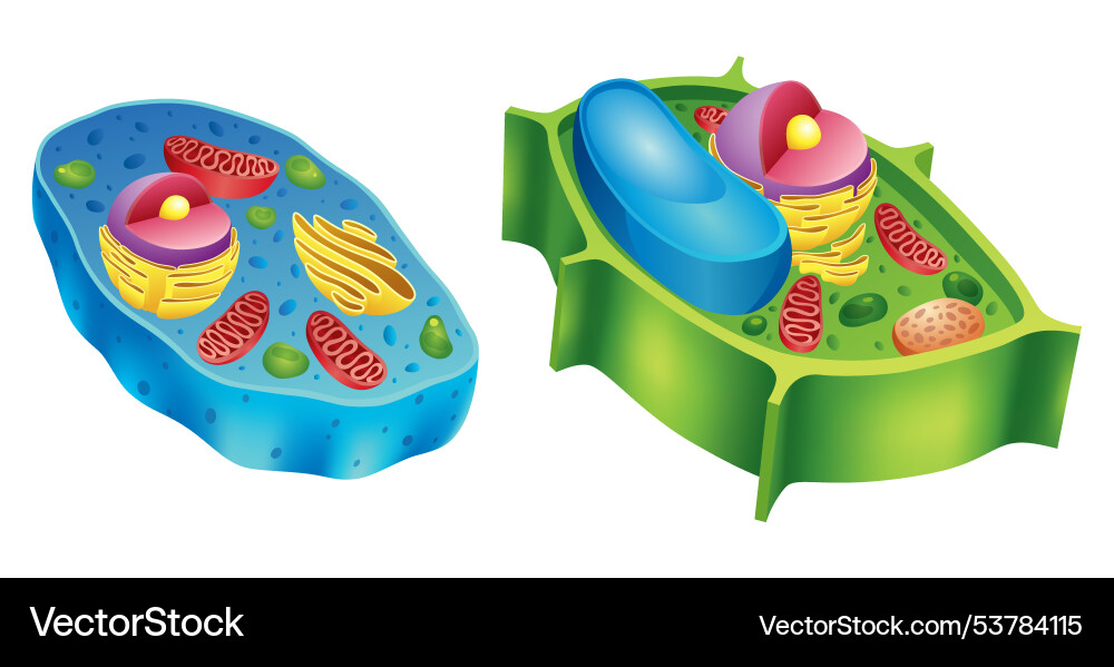 A detailed comparison of diagrams Royalty Free Vector Image