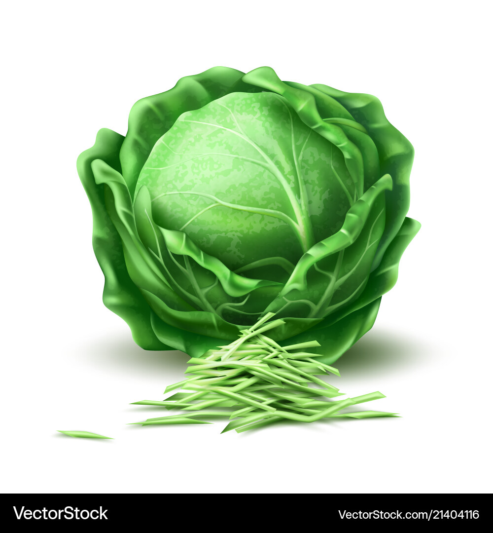 Realistic cabbage vegetable Royalty Free Vector Image