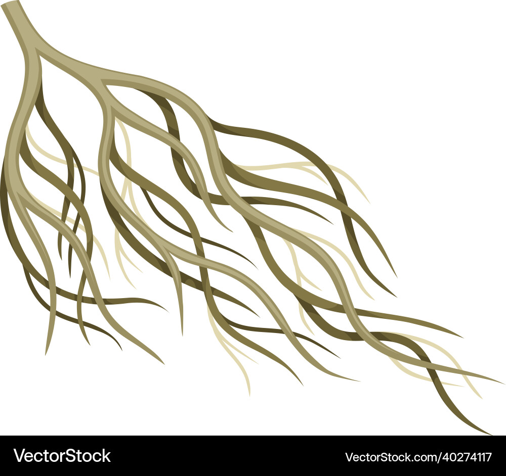 Root tree system creeping underground stem Vector Image