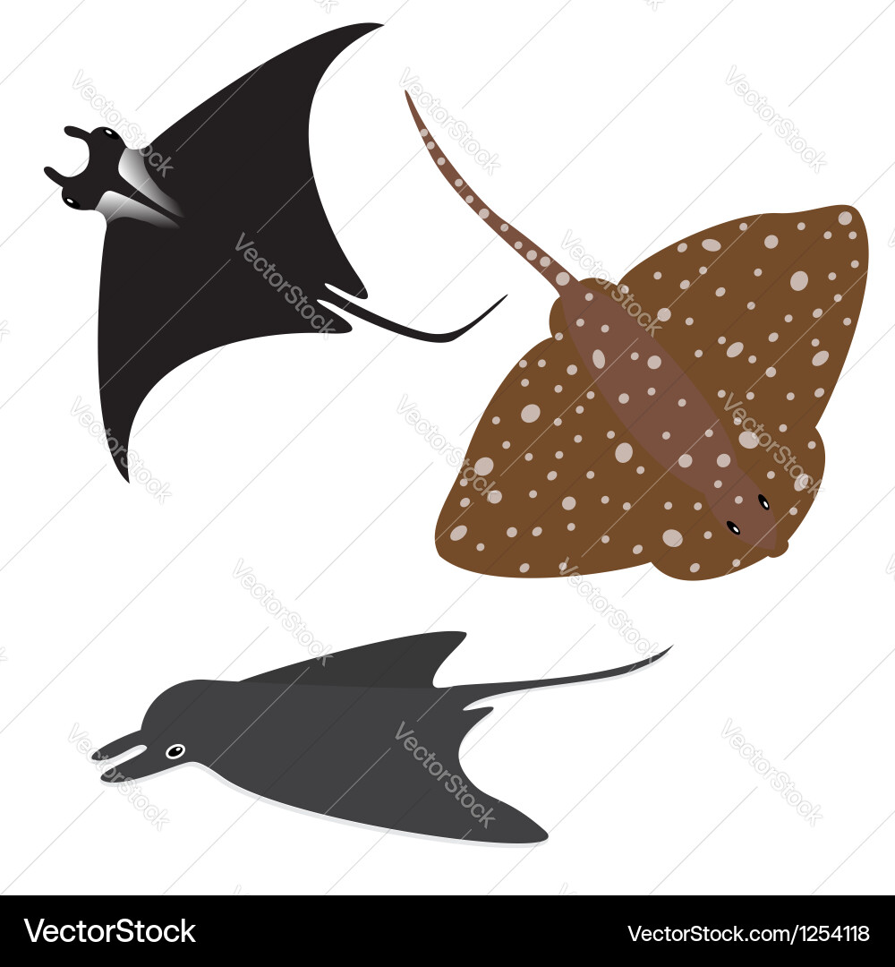 Stingray Collection Royalty Free Vector Image - VectorStock