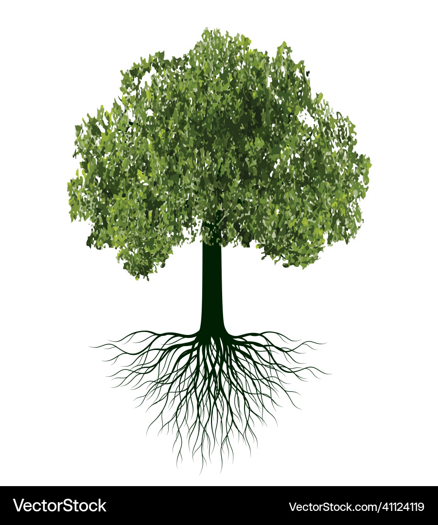 Green tree with roots outline Royalty Free Vector Image