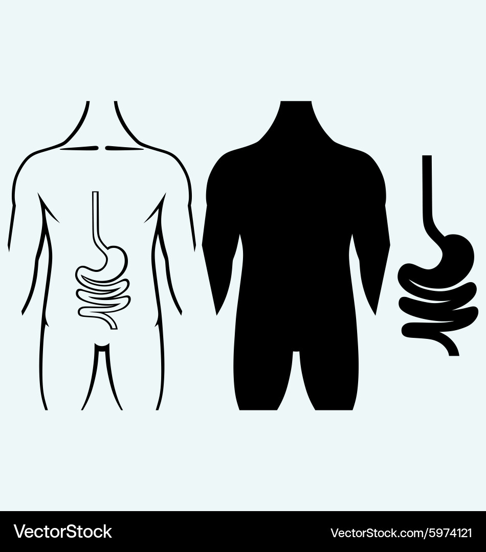 Human Digestive System Diagram Royalty Free Vector Image