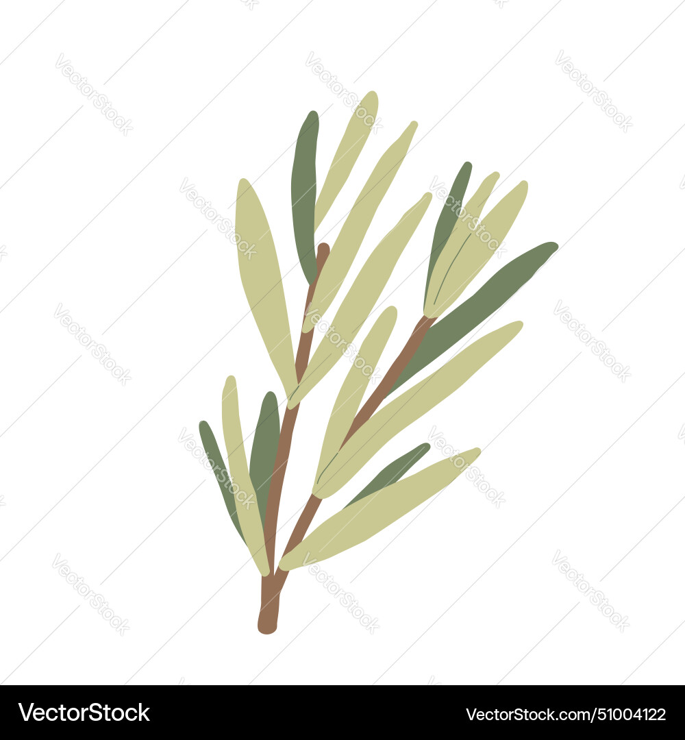 Rosemary isolated on white background fresh herb Vector Image