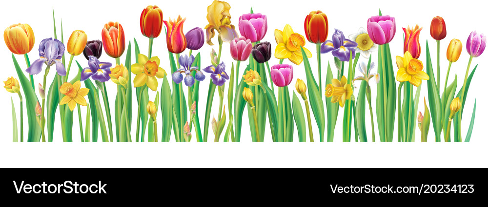 Border with multicolor spring flowers Royalty Free Vector