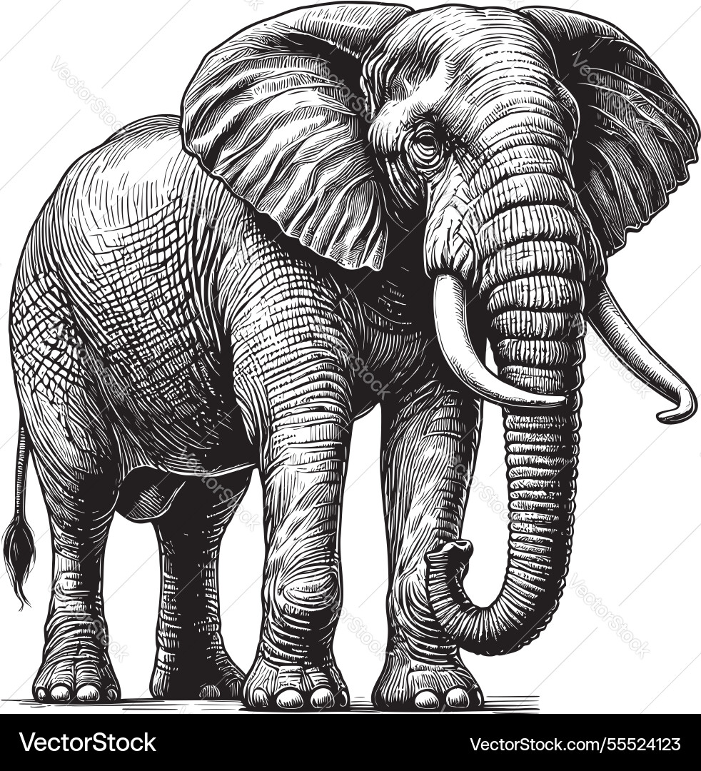 Elephant Royalty Free Vector Image - VectorStock